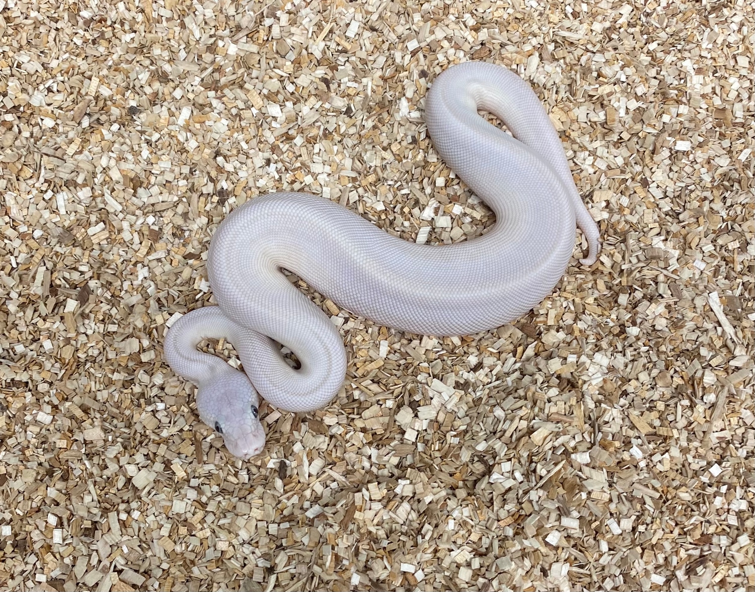 Mojave Lesser Ball Python by Mountain State Feeder Breeders - MorphMarket