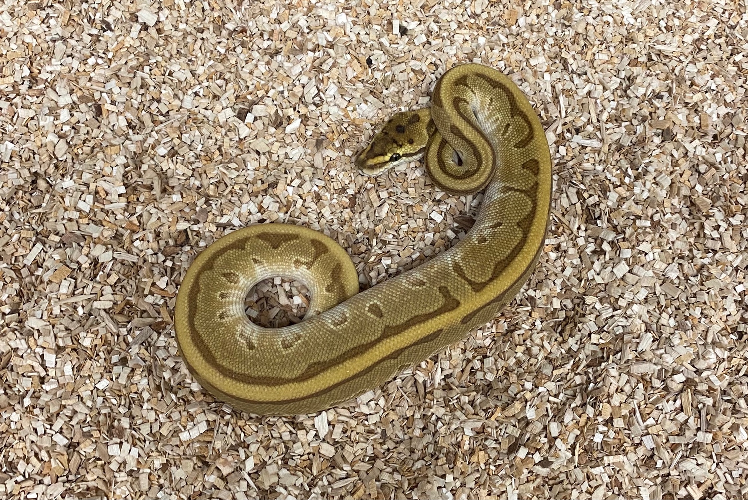 Leapard Lesser Enchi Pinstripe 66% Het. Orange Ghost Ball Python by ...