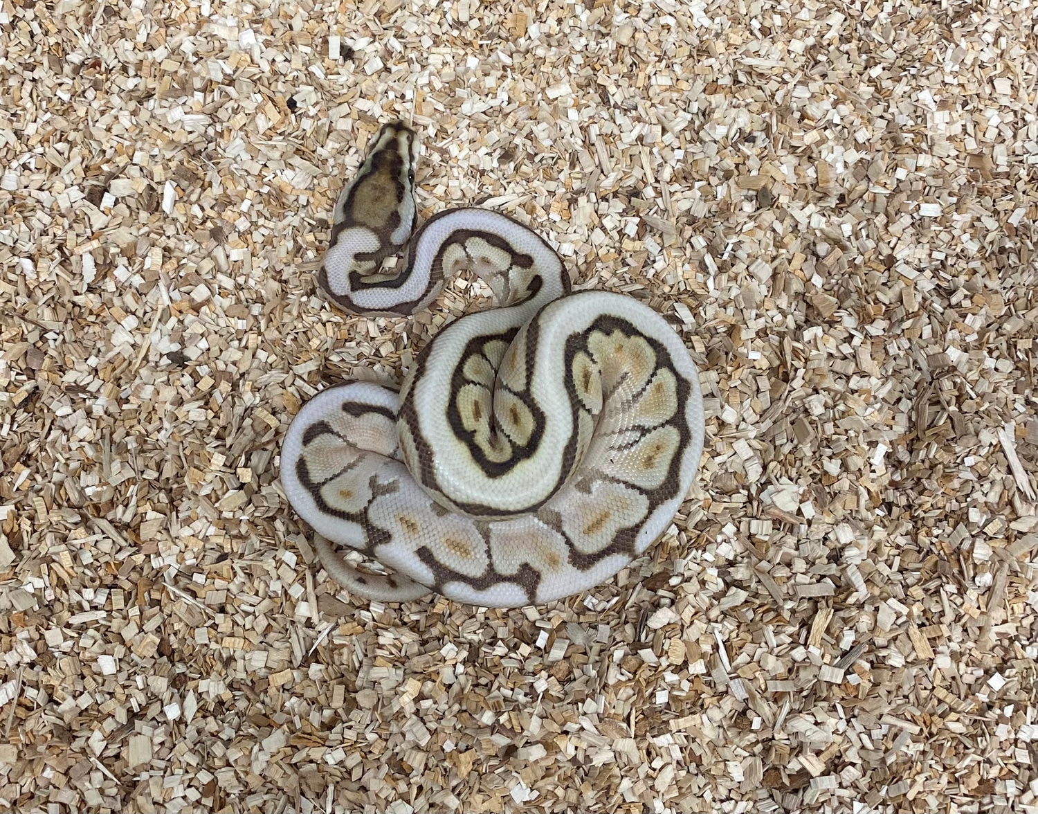 Lesser Spider Ball Python by Mountain State Feeder Breeders - MorphMarket