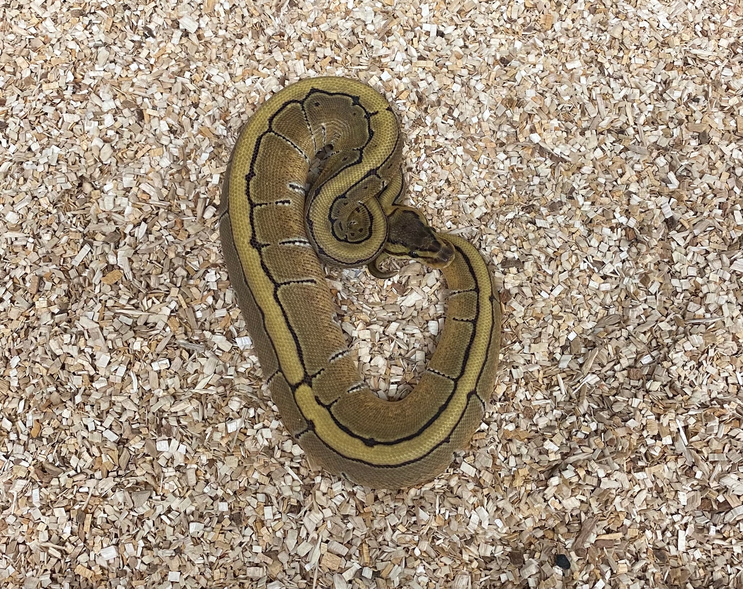 Enchi Pinstripe 66% Het. Orange Ghost Ball Python by Mountain State Feeder Breeders - MorphMarket