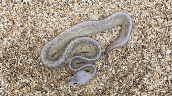 Pewter Spinner Vanilla Cream Ball Python by Mountain State Feeder Breeders