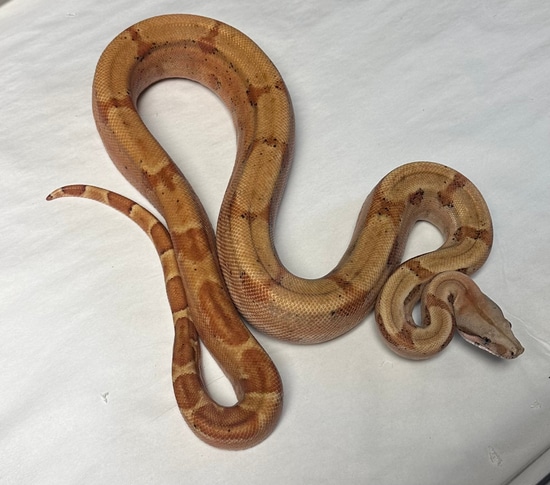 Sunset Boa Pos. Super Boa Constrictor by Mountain State Feeder Breeders