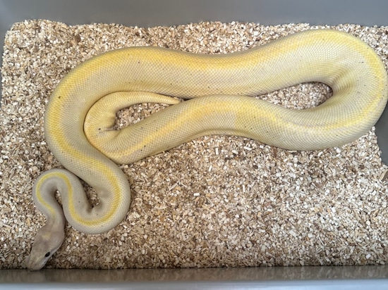 Banana Cinnamon Champagne Ball Python by Mountain State Feeder Breeders