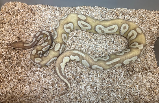 Mojave Coral Glow Ball Python by Mountain State Feeder Breeders