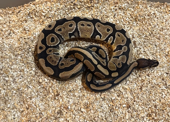 Sable Ball Python by Mountain State Feeder Breeders