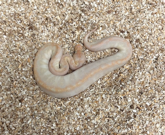 Super Special Ball Python by Mountain State Feeder Breeders