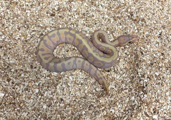 Banana Hidden Gene Woma Yellow Belly/Gravel Ball Python by Mountain ...