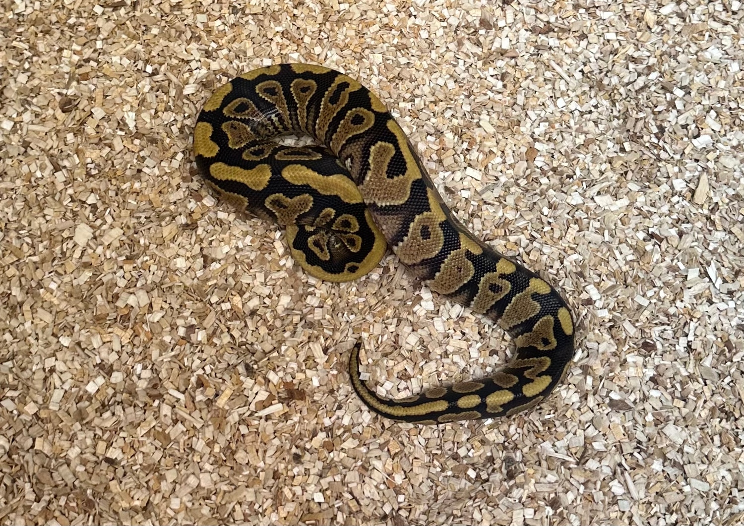 Yellow Belly Het. Hypo Het. Clown Ball Python by Mountain State Feeder ...