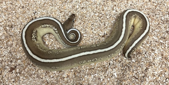 Barnhart Black Pastel Soul Sucker Ball Python by Mountain State Feeder ...