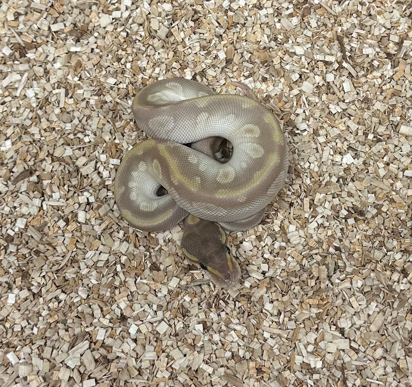 Crystal Ball Python by Mountain State Feeder Breeders - MorphMarket