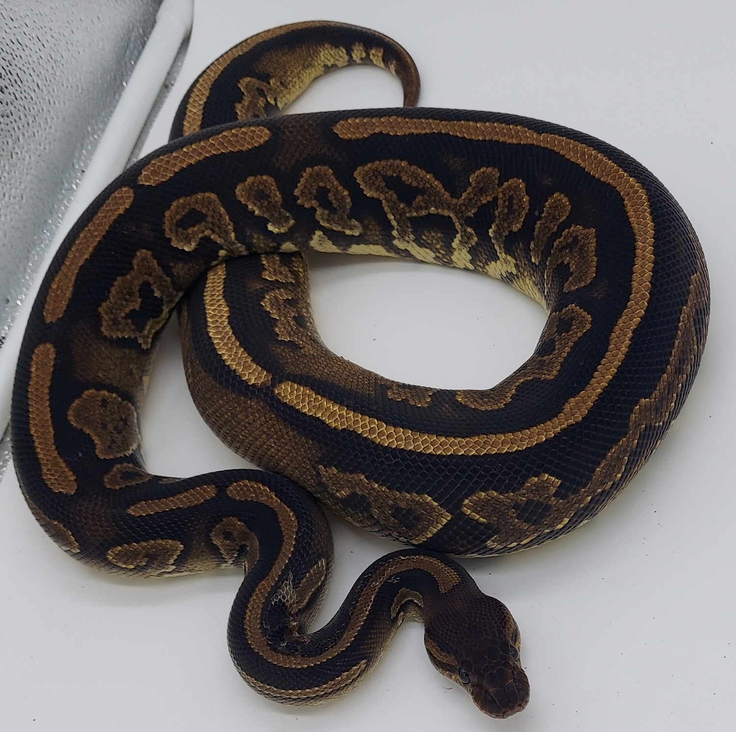 Cinnamon Sandblast Pos Het Clown Ball Python by Mountain State Feeder Breeders - MorphMarket