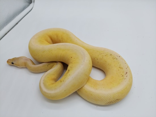 Banana Pewter Pinstripe Ball Python by Mountain State Feeder Breeders