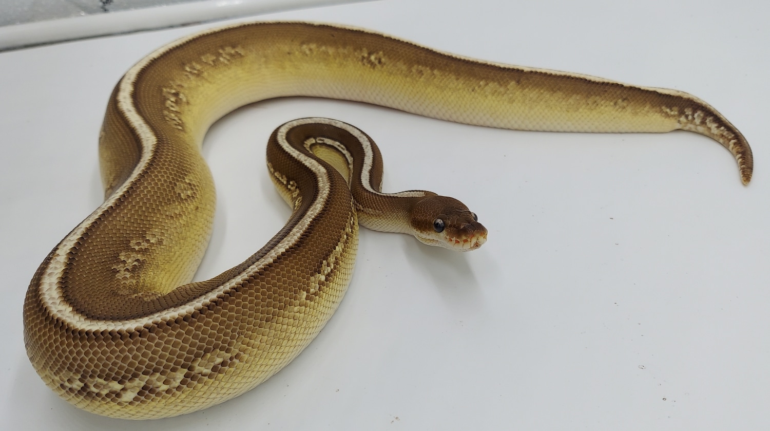 Barnhart Black Pastel Soul Sucker Ball Python by Mountain State Feeder ...