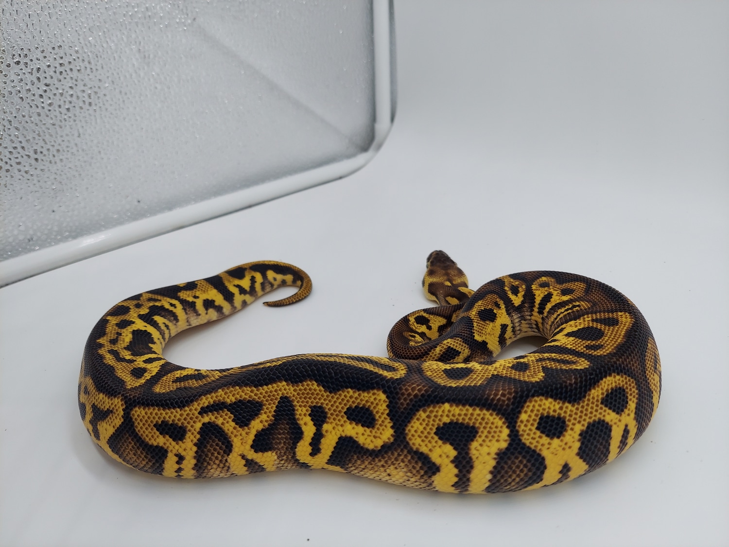 Pastel Leopard Ball Python by Mountain State Feeder Breeders - MorphMarket