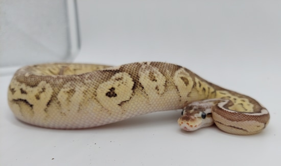 Vanilla Pewter Ball Python by Mountain State Feeder Breeders