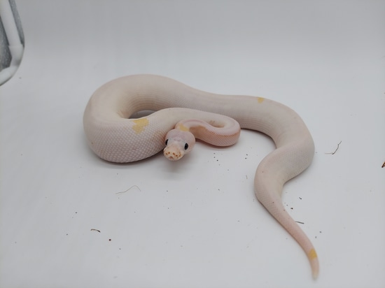 Super Fire Ball Python by Mountain State Feeder Breeders