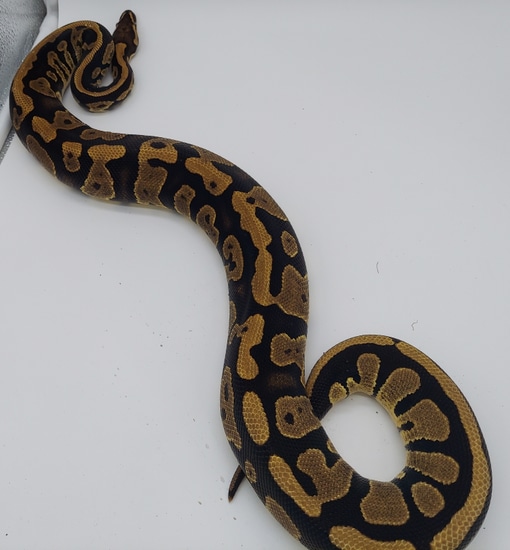 Acid Female Ball Python by Mountain State Feeder Breeders