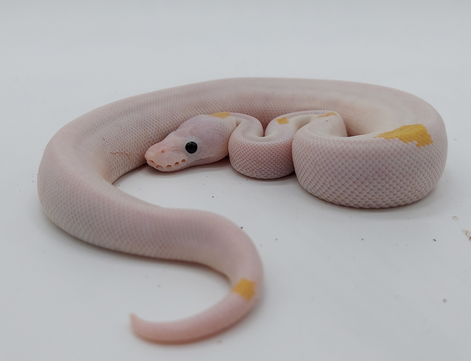 Super Fire Ball Python by Mountain State Feeder Breeders - MorphMarket