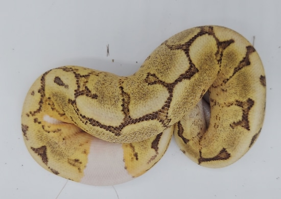 Vanilla Cream Spider Ball Python by Mountain State Feeder Breeders