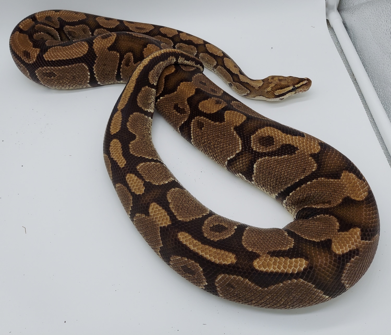 Fire Ball Python by Mountain State Feeder Breeders - MorphMarket