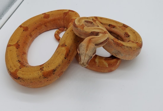 Sunset Boa Constrictor by Mountain State Feeder Breeders