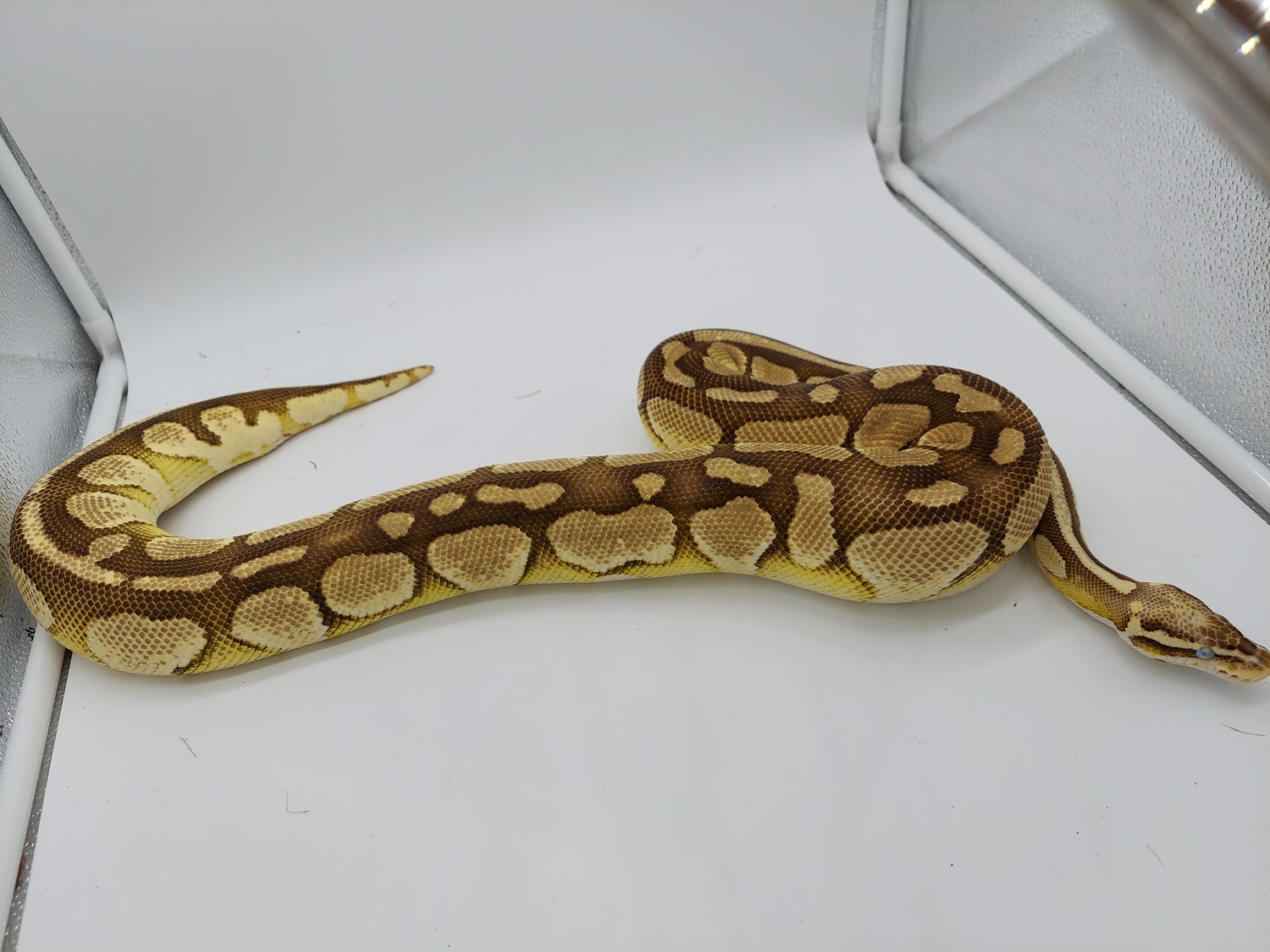 Pastel Butter Ball Python by Mountain State Feeder Breeders - MorphMarket