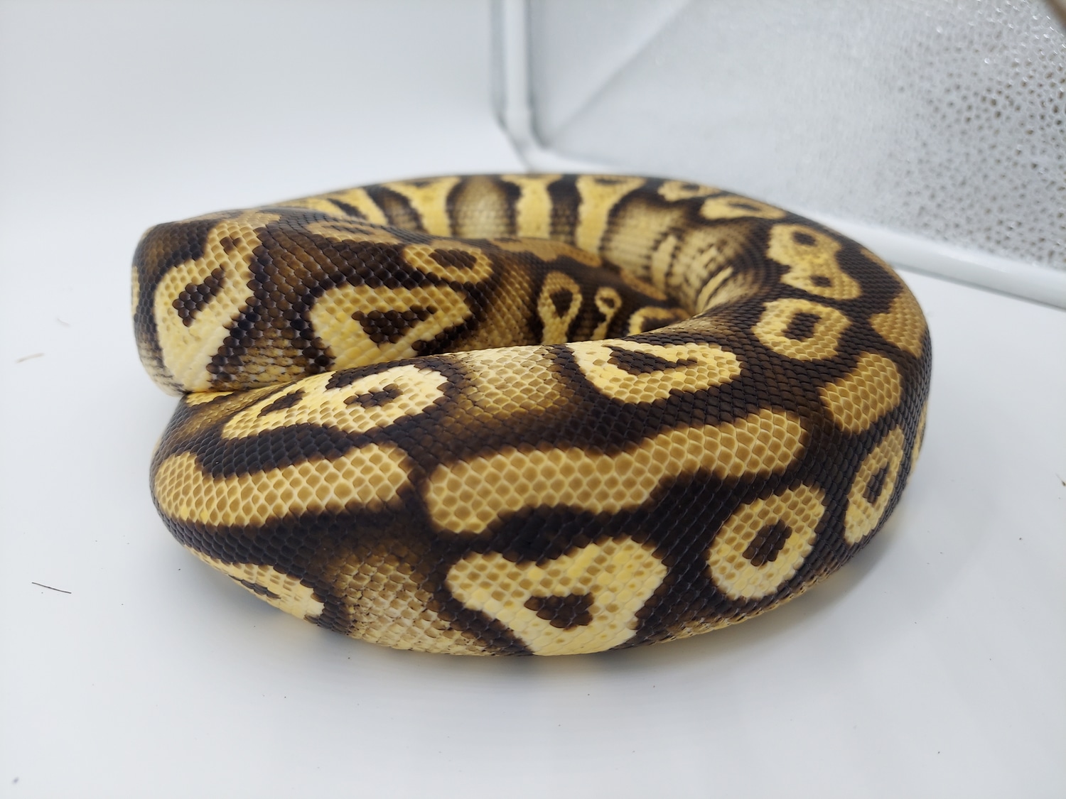 Pastel Yellow Belly Ball Python by Mountain State Feeder Breeders ...