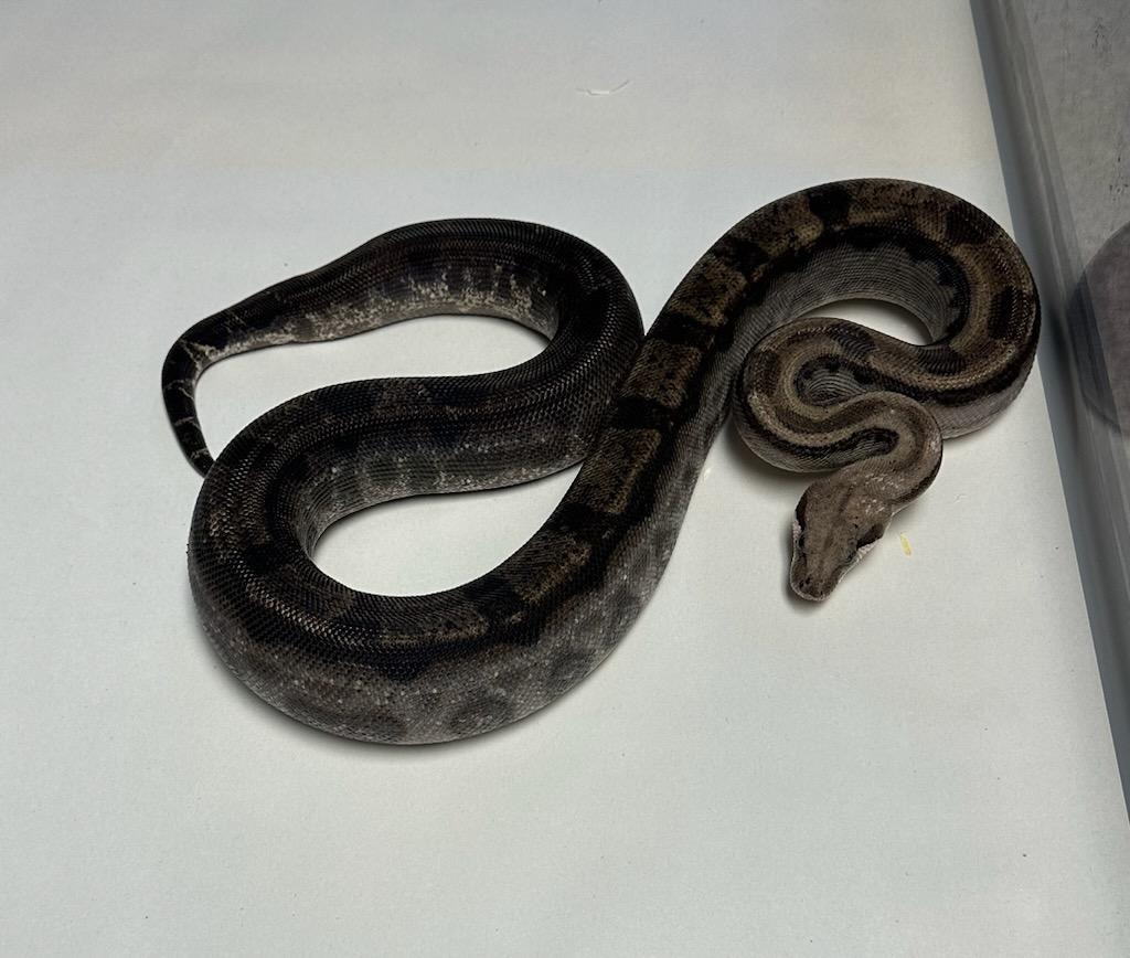 Fire Motley Boa Constrictor by Mountain State Feeder Breeders - MorphMarket