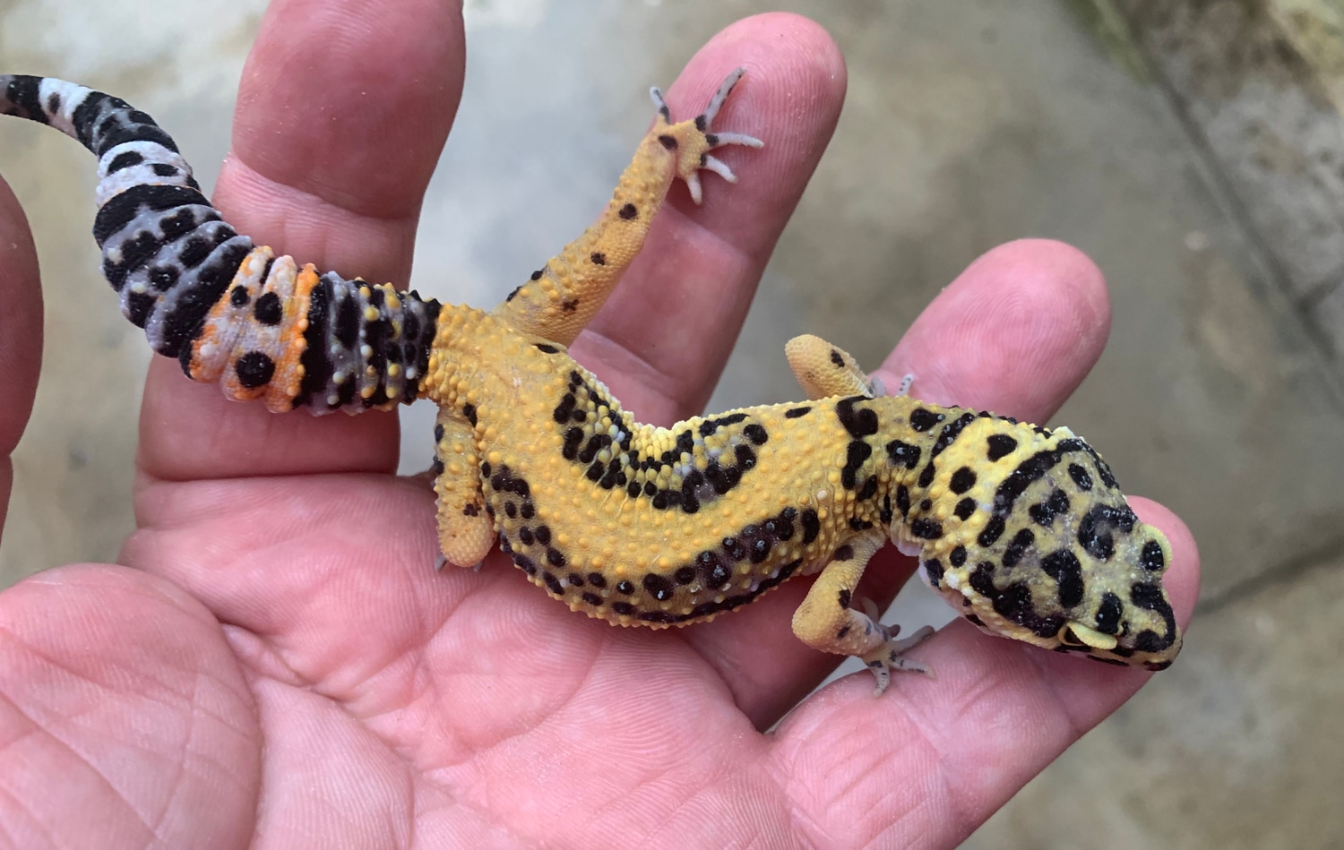 Firebold Tsf Geckoboa Line Leopard Gecko by Miami Art Geckos - MorphMarket
