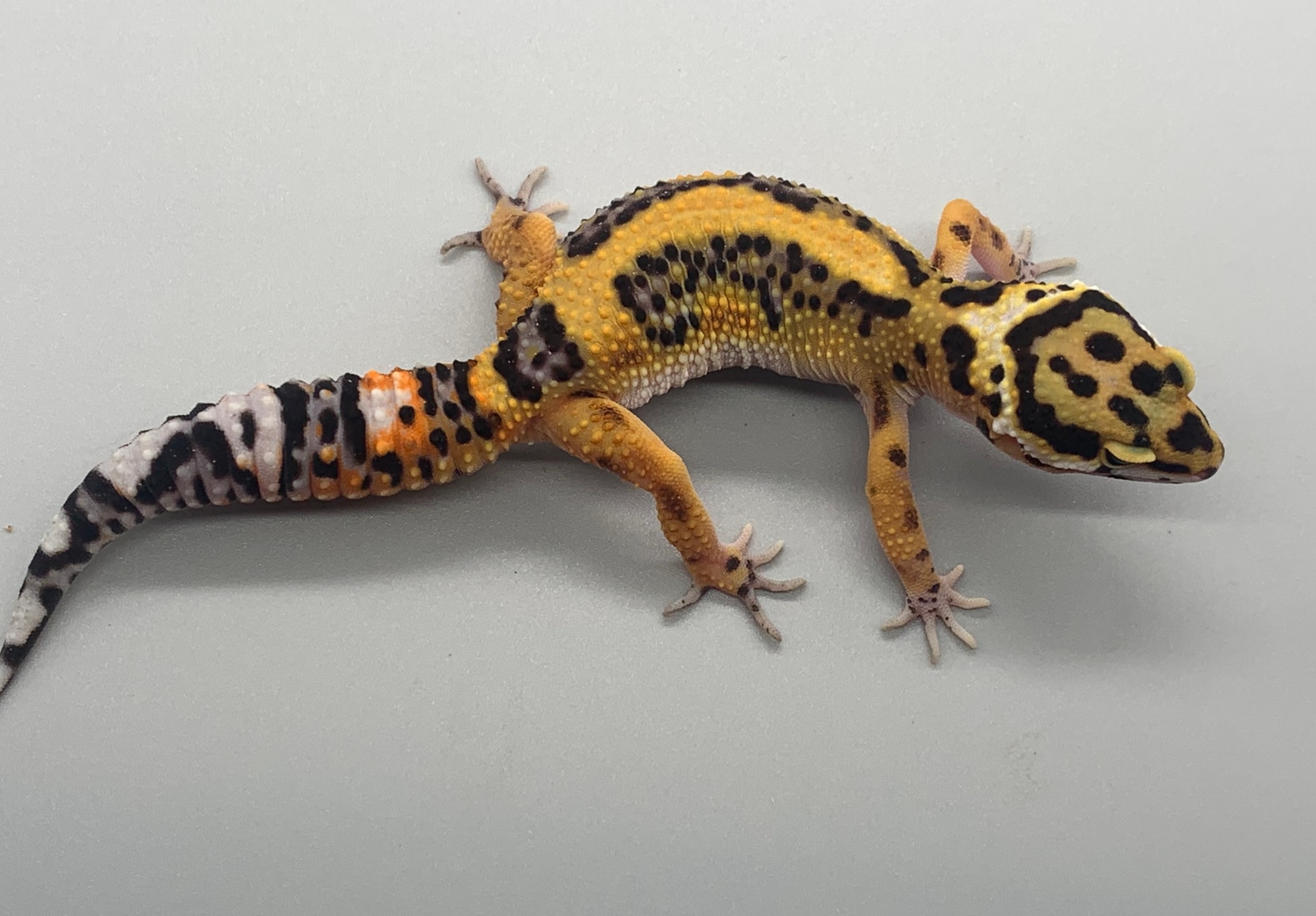 Firebold Temperature Sexed Leopard Gecko by Miami Art Geckos - MorphMarket