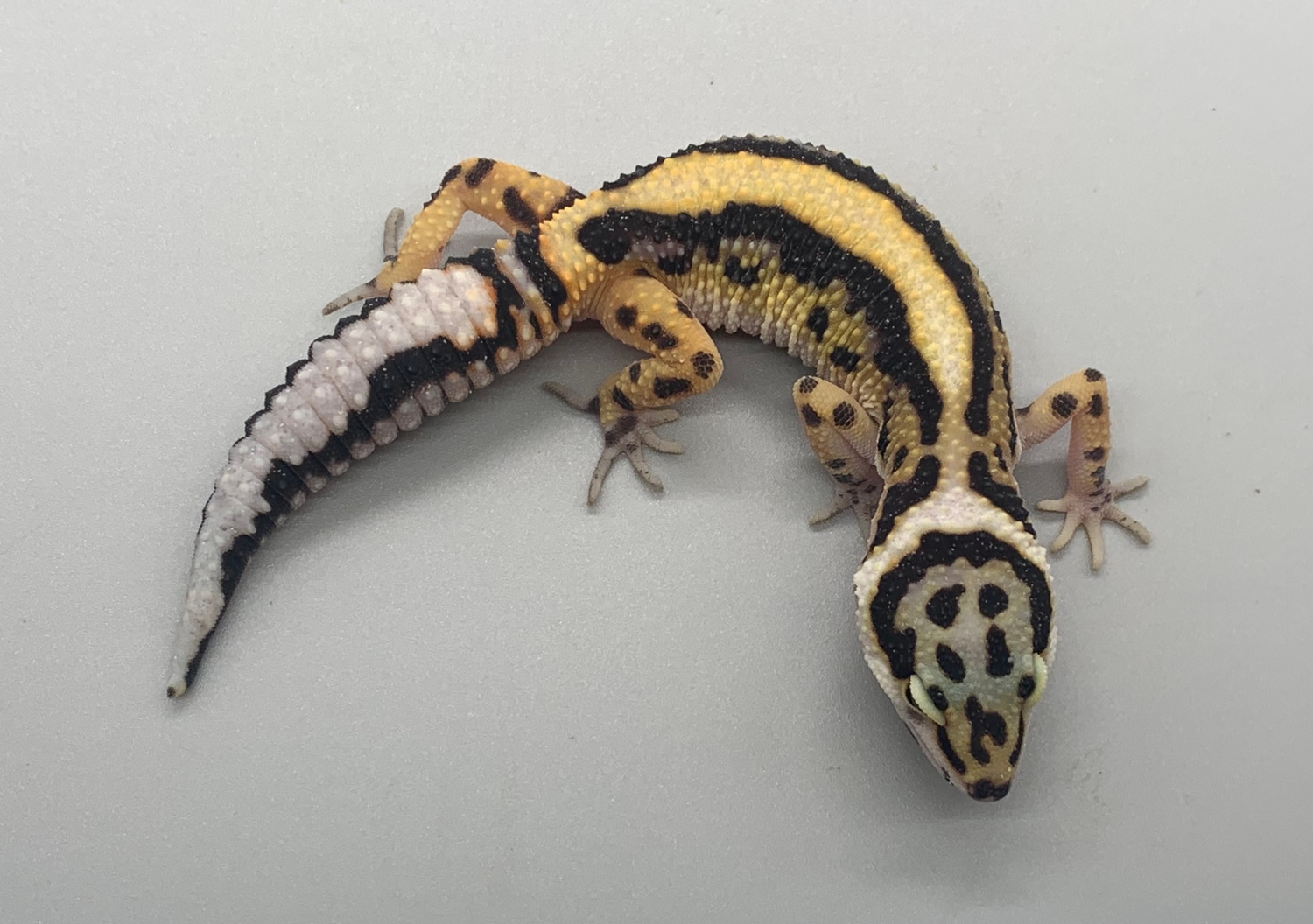 Tangerine Bold Stripe Tsf Leopard Gecko by Miami Art Geckos - MorphMarket
