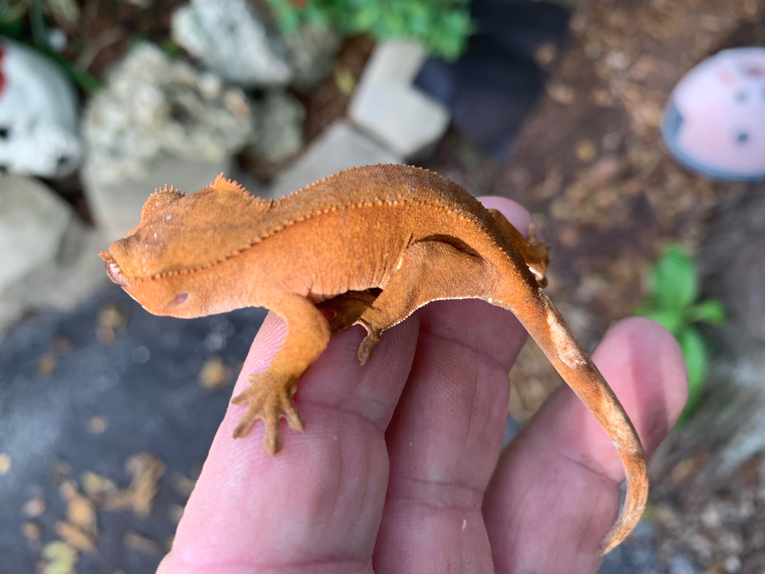Patternless Red Crested Gecko by Miami Art Geckos - MorphMarket