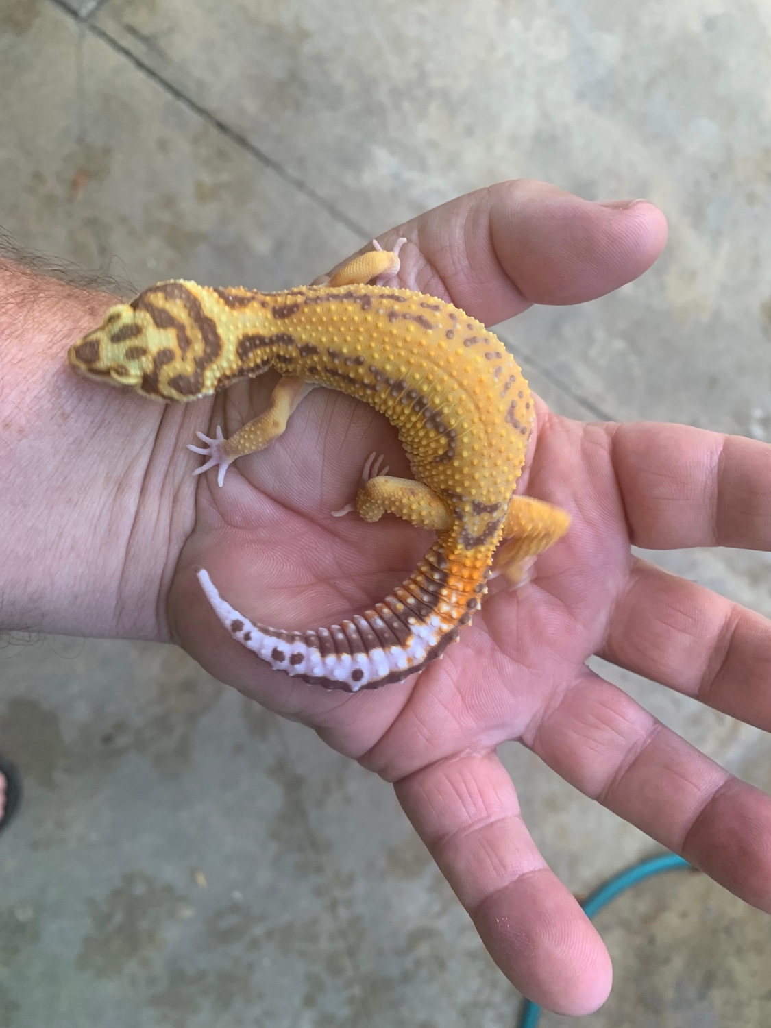 Emerine X Red Diamond Leopard Gecko by Miami Art Geckos - MorphMarket