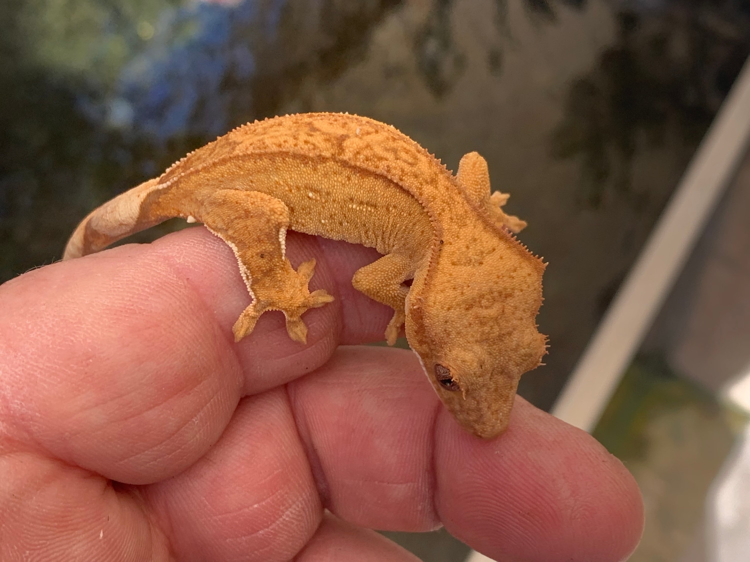 Yellow With Great Lineage Crested Gecko by Miami Art Geckos - MorphMarket