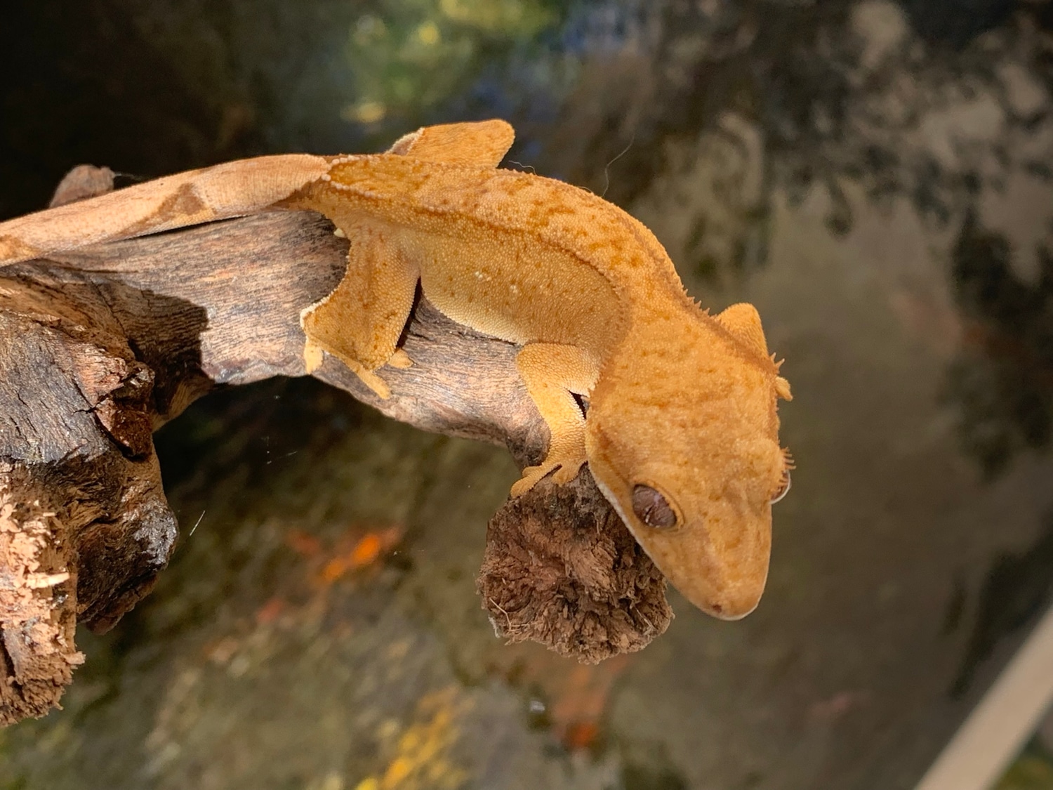 Nice Yellow Great Lines Crested Gecko by Miami Art Geckos - MorphMarket