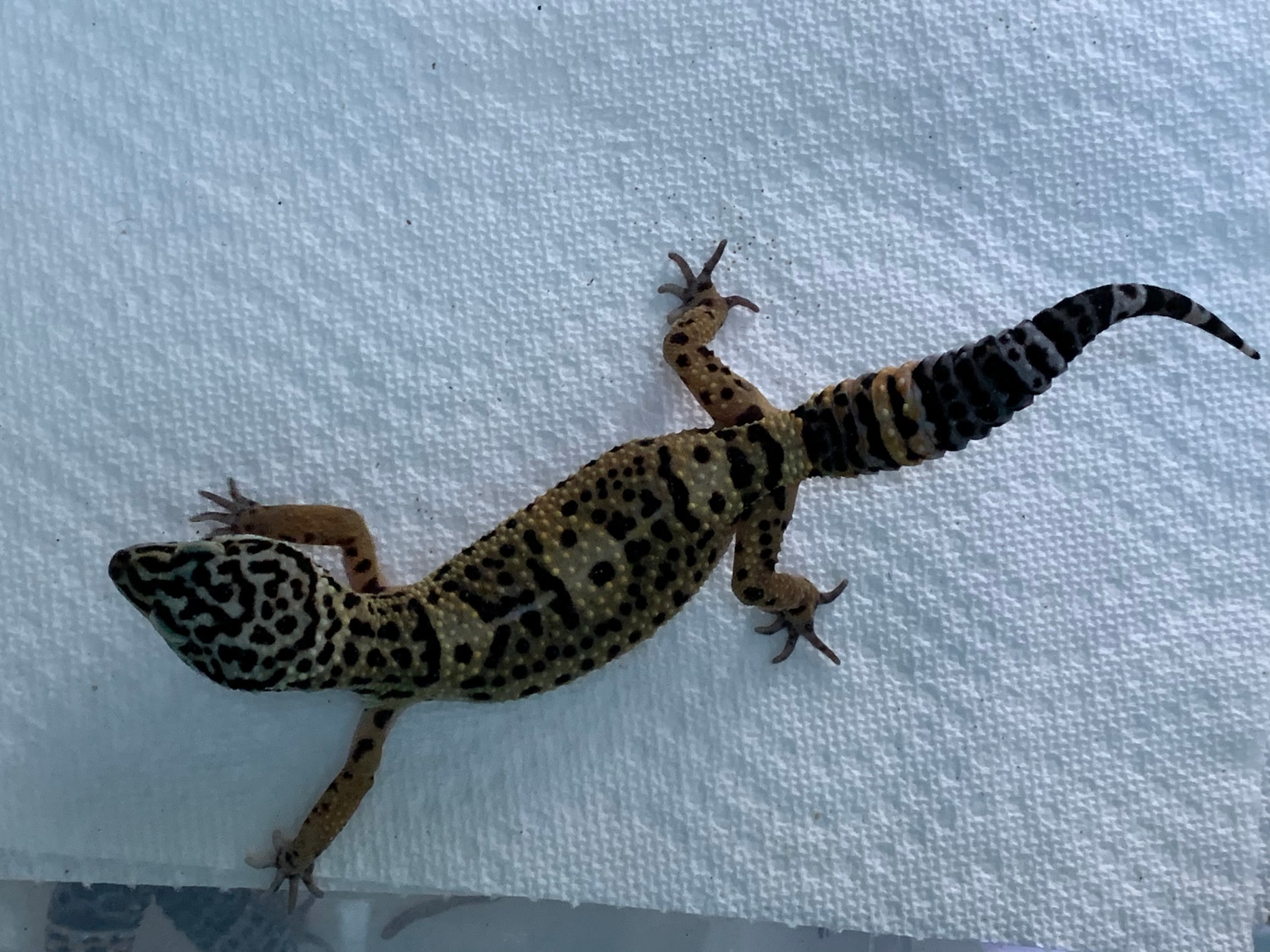Blacknight/charcoal/tangerine Leopard Gecko by Miami Art Geckos ...