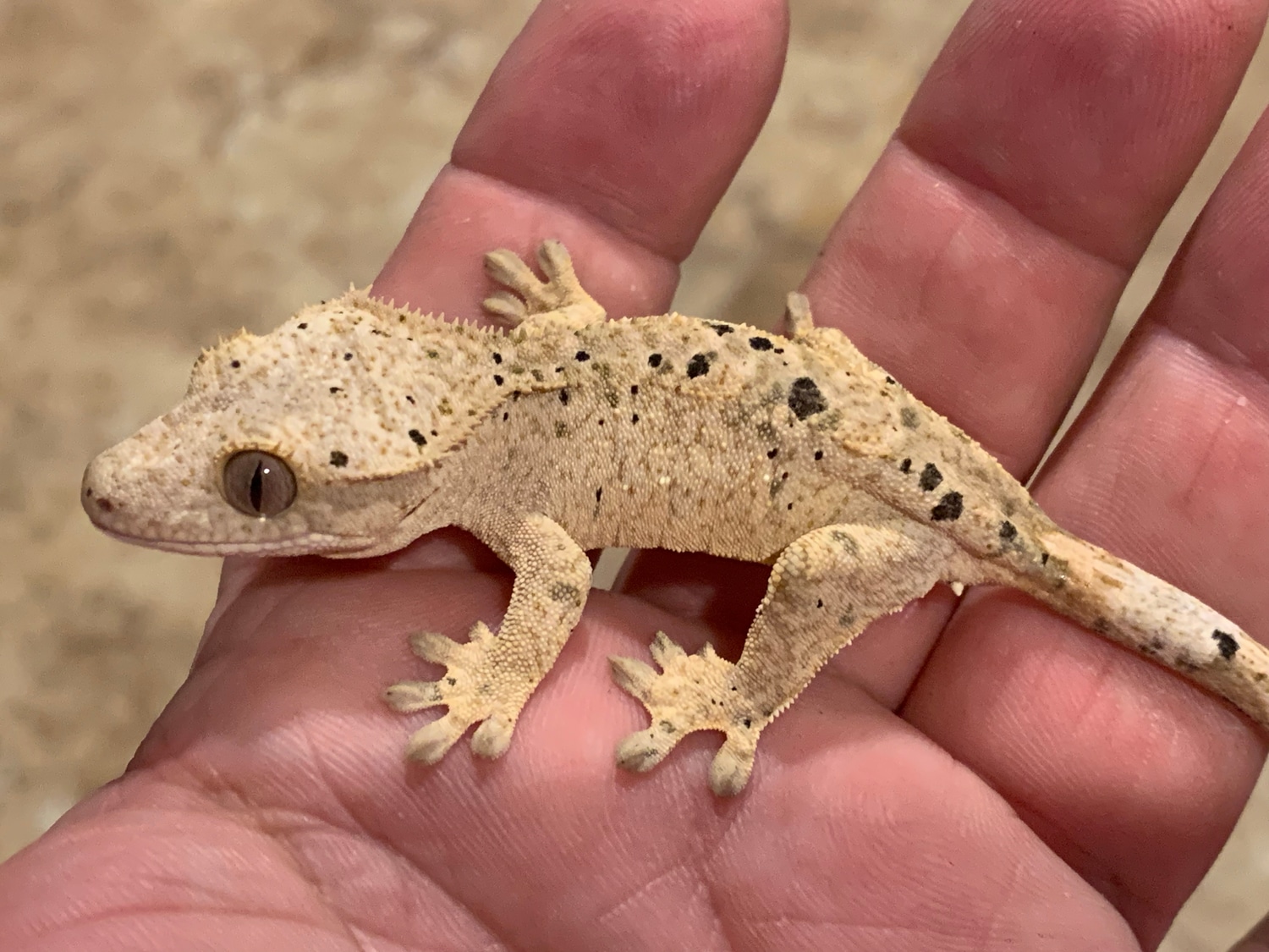 Dalmation With Nice Lineage Crested Gecko by Miami Art Geckos - MorphMarket