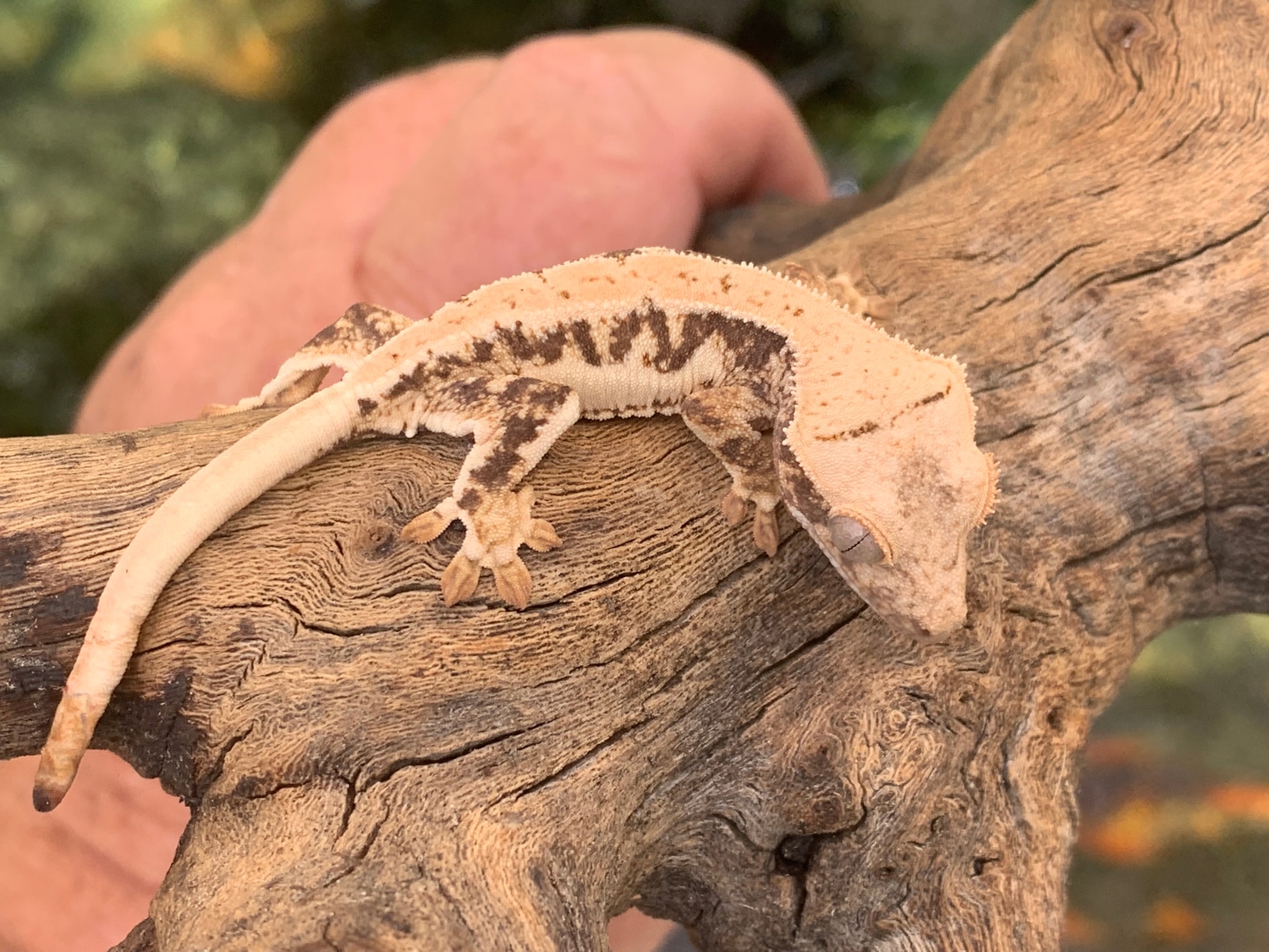 Lilly White Great Lineage Crested Gecko by Miami Art Geckos - MorphMarket