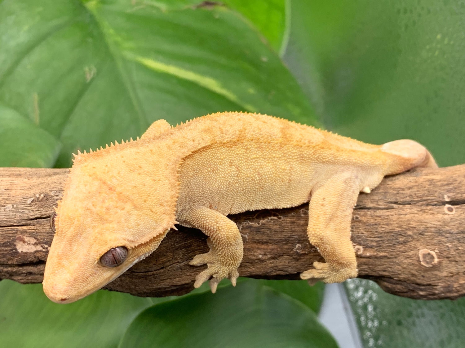 Nice Yellow Crested Gecko by Miami Art Geckos - MorphMarket