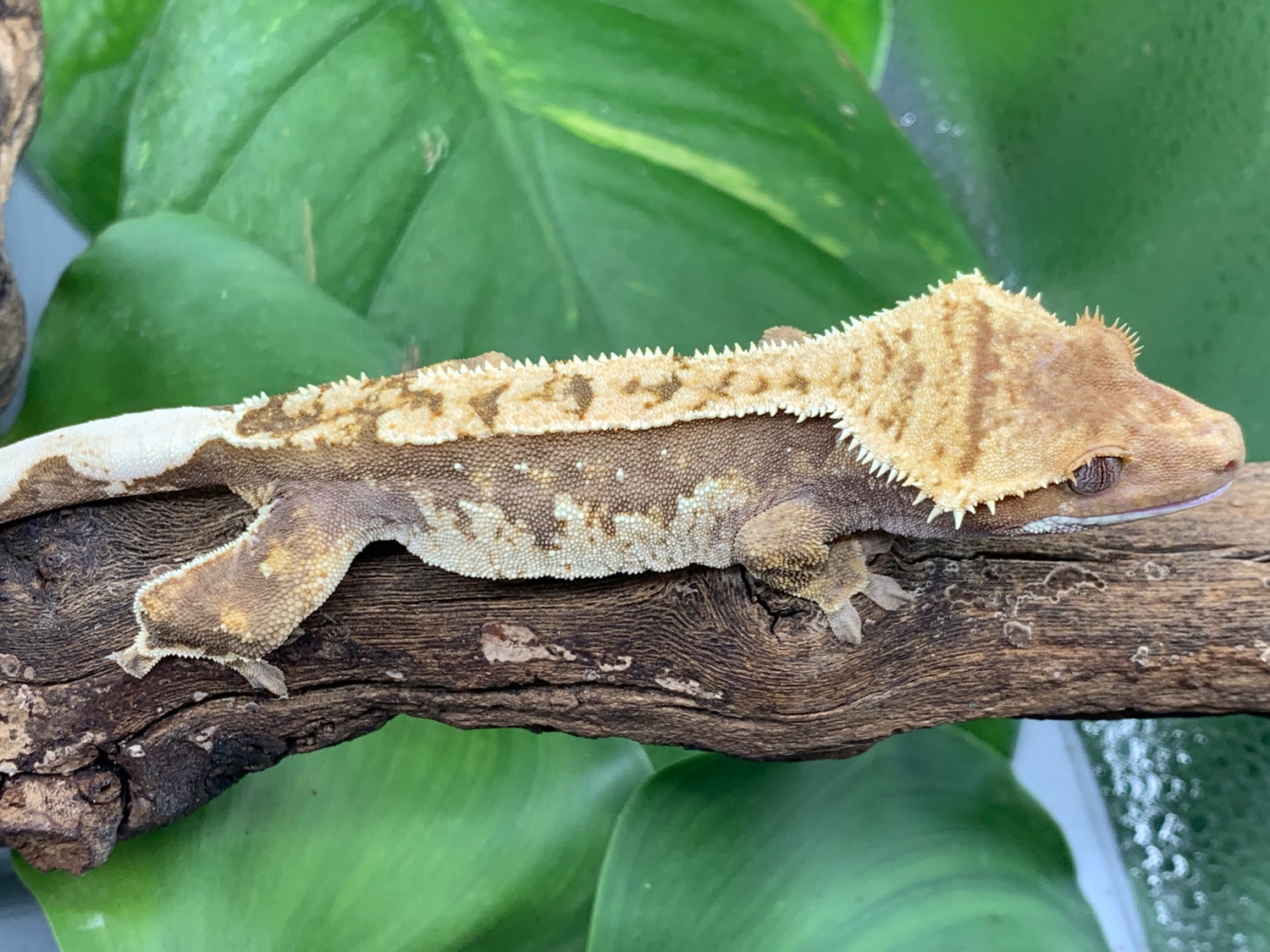 Harliquin Crested Gecko by Miami Art Geckos - MorphMarket