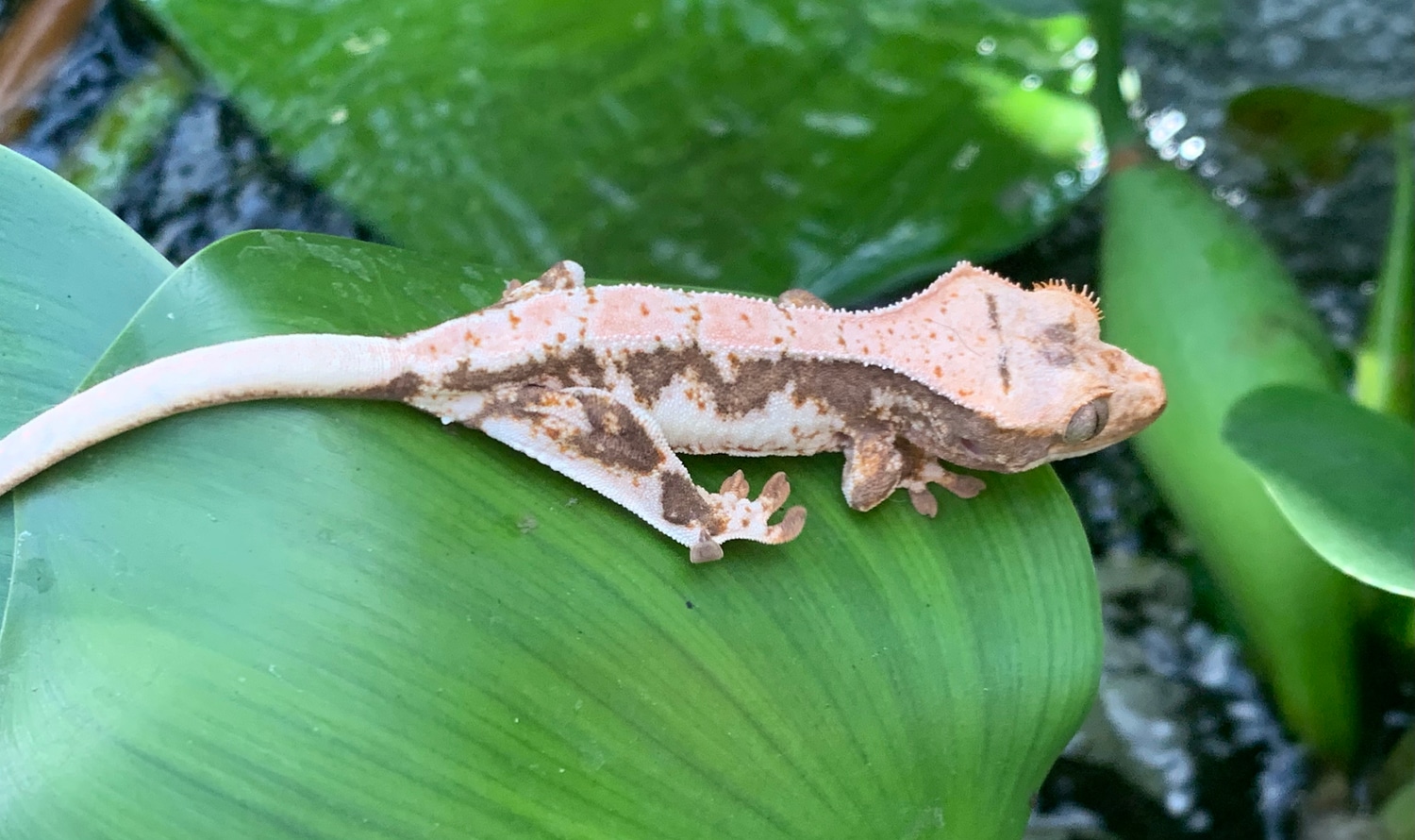 Nice Lilly White Dark Base Crested Gecko by Miami Art Geckos - MorphMarket