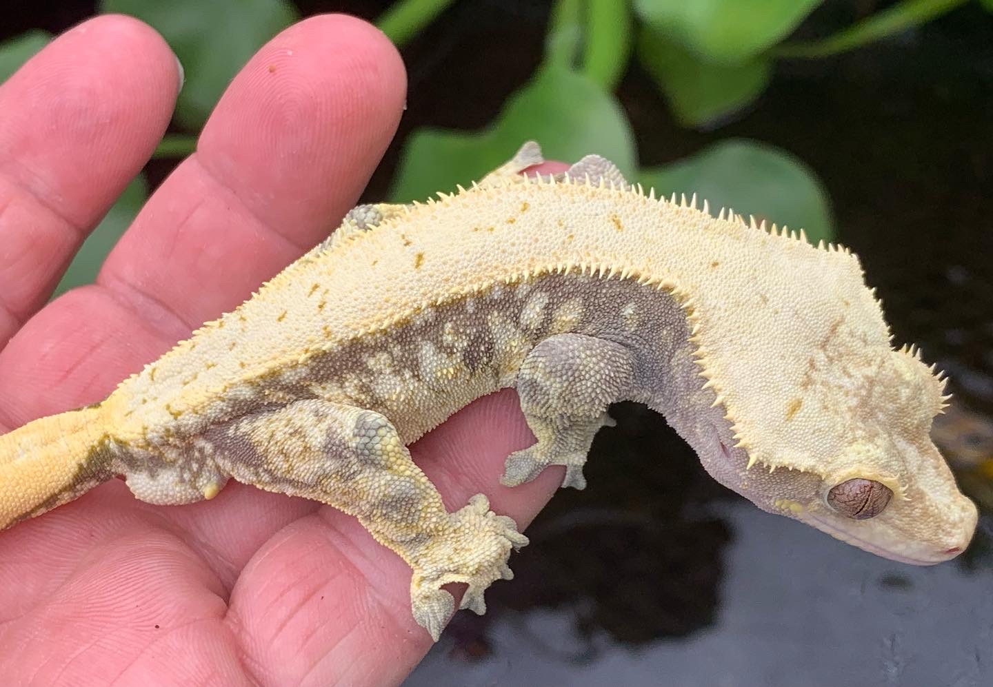 Extreme Harley Crested Gecko by Miami Art Geckos - MorphMarket
