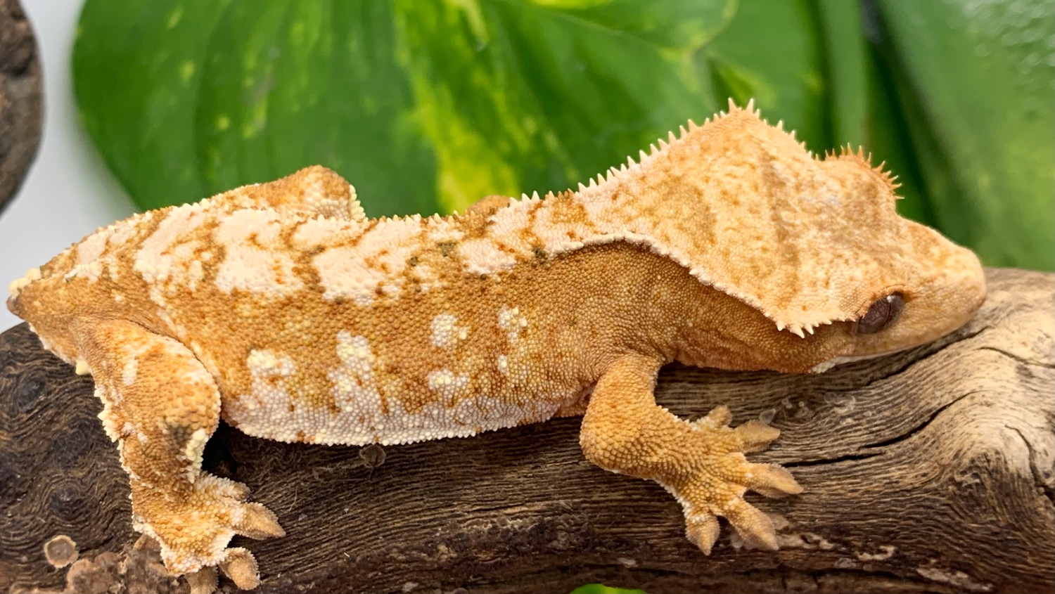Yellow Great Lineage Crested Gecko by Miami Art Geckos - MorphMarket