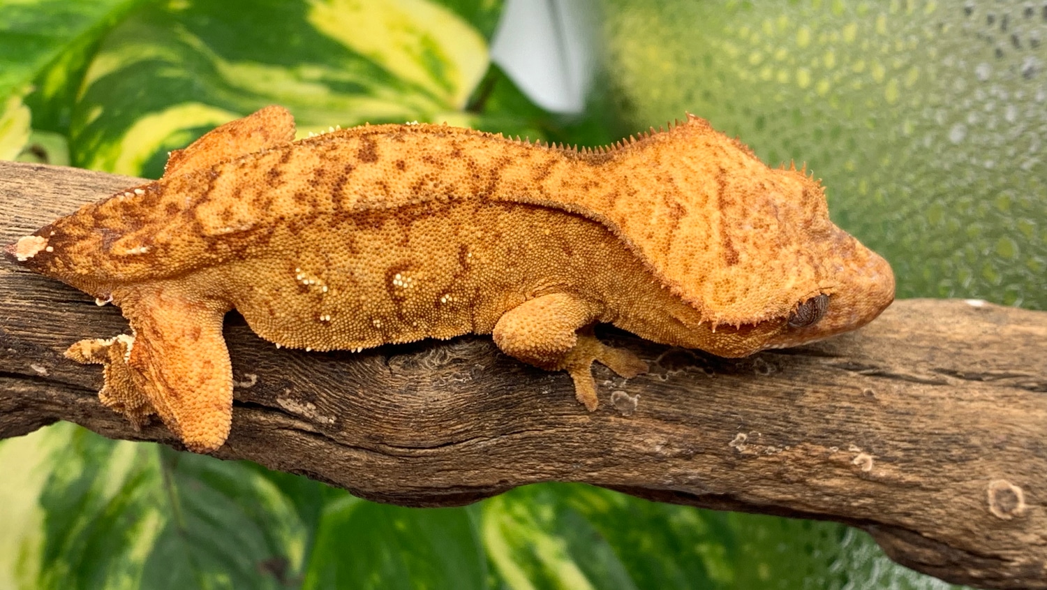 Brindle With Good Lines Crested Gecko by Miami Art Geckos - MorphMarket