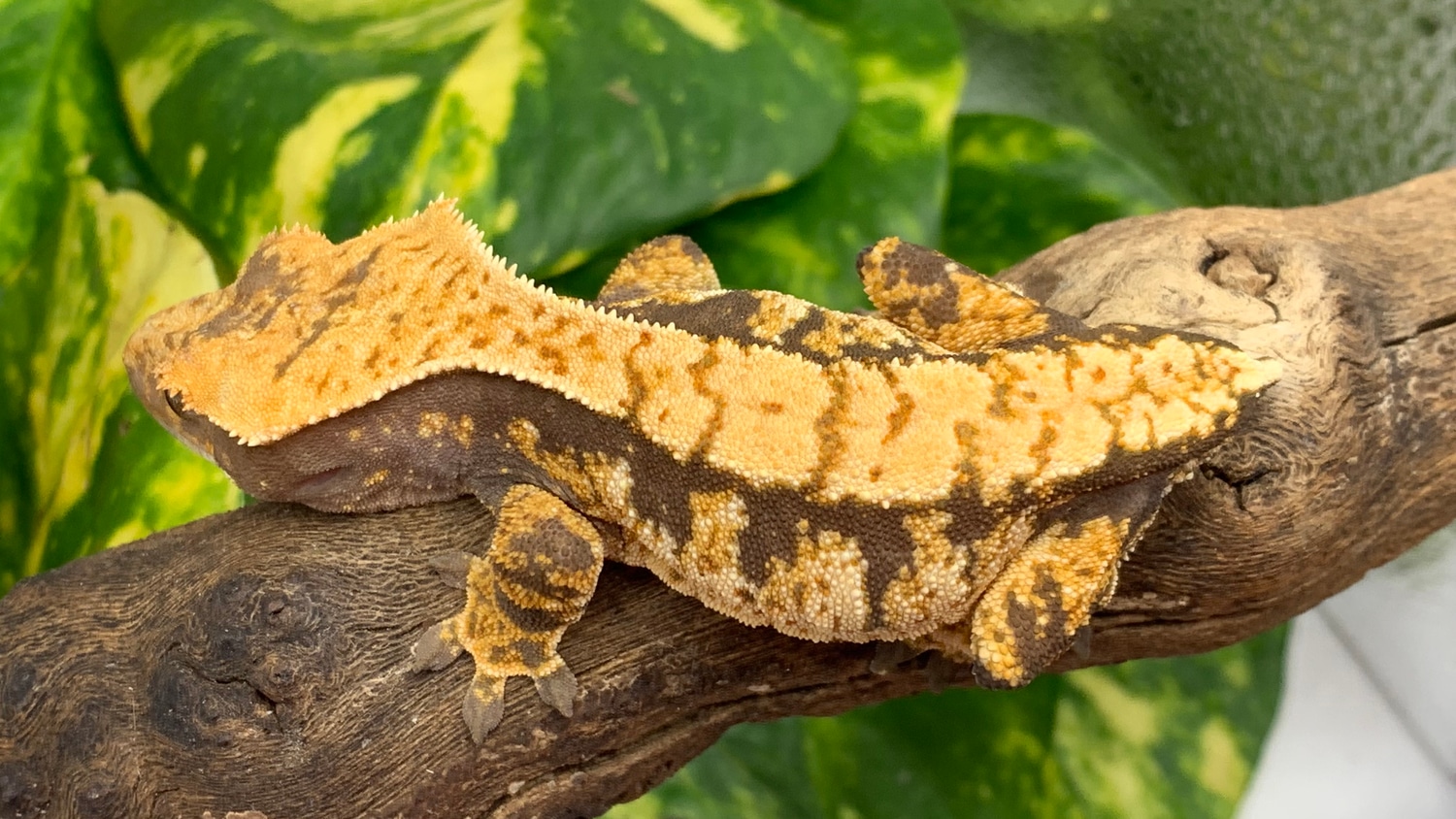 Everest X Mermaid No Pores Visable Crested Gecko by Miami Art Geckos ...