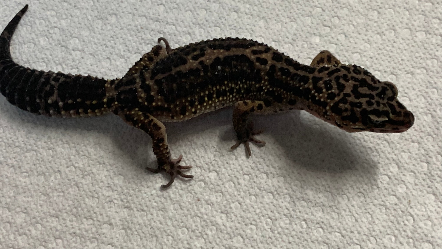 Black Night Geckoboa Lines Leopard Gecko by Miami Art Geckos - MorphMarket