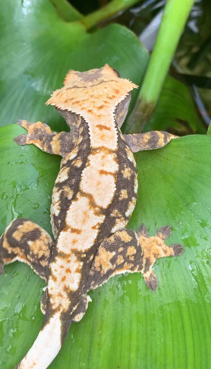Extreme Harliquin Crested Gecko by Miami Art Geckos - MorphMarket