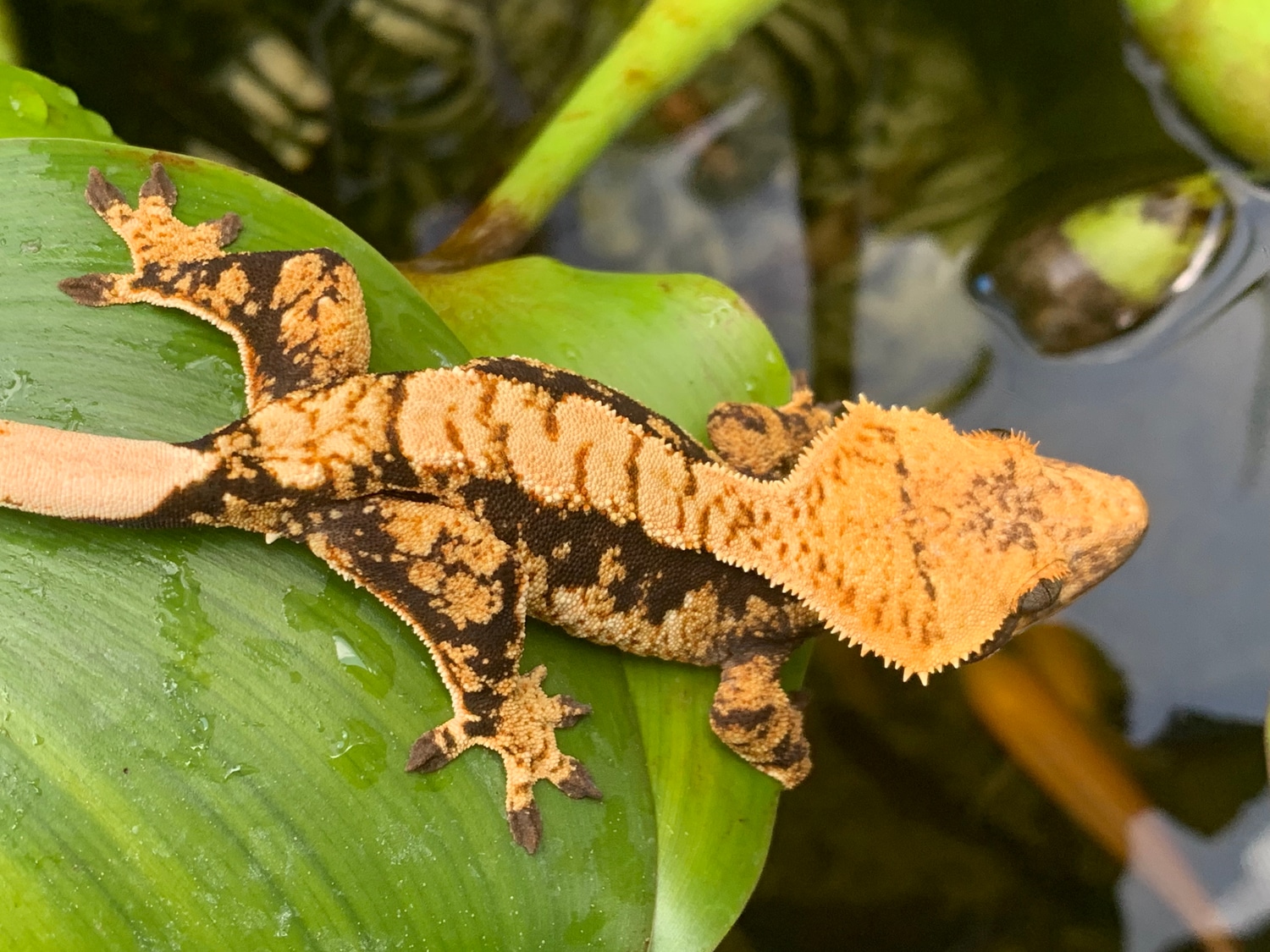 With Great Lines Crested Gecko by Miami Art Geckos - MorphMarket