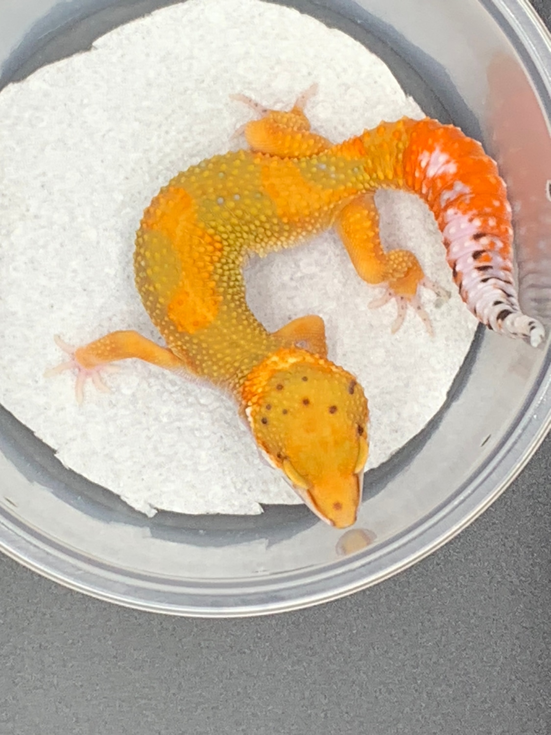 Firebold X Mandarin Nice Colors Leopard Gecko by Miami Art Geckos ...