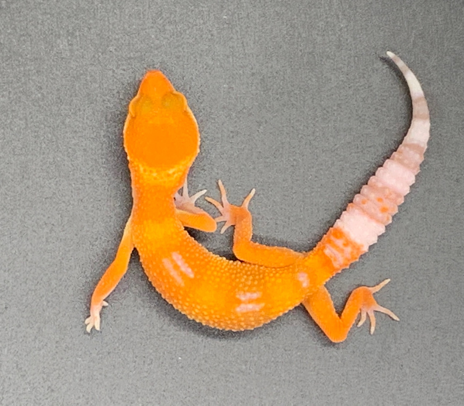 OG Sunglow Tangerine Leopard Gecko by Miami Art Geckos - MorphMarket